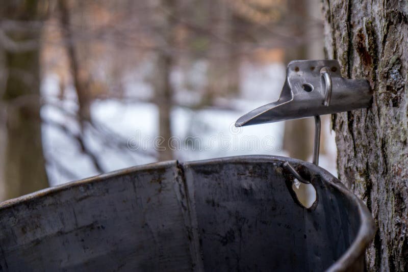 Maple Sugar Tap in Tree stock photo. Image of bubbles - 13239036