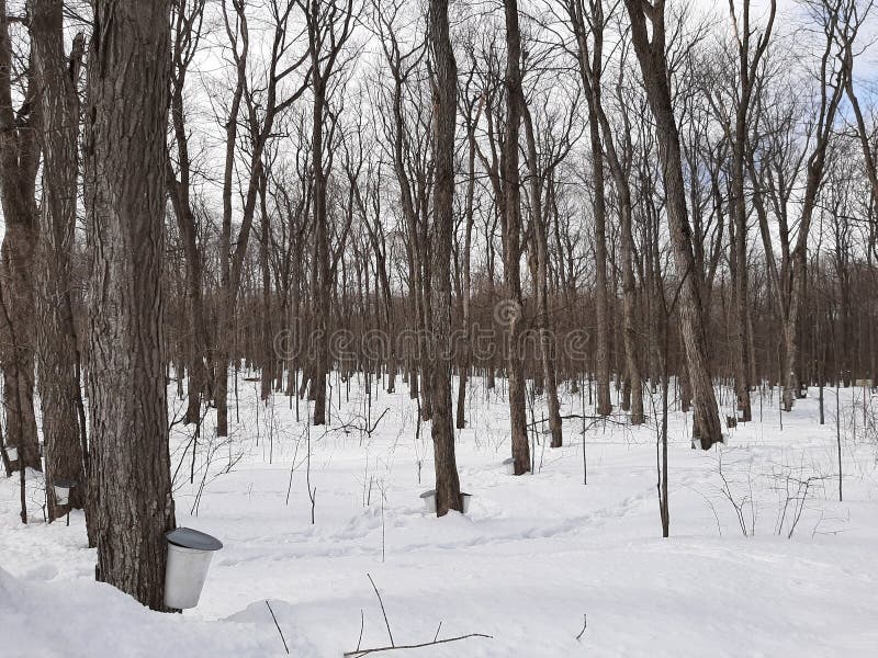 Maple Syrup Tapping in the Spring Stock Image - Image of wilderness ...