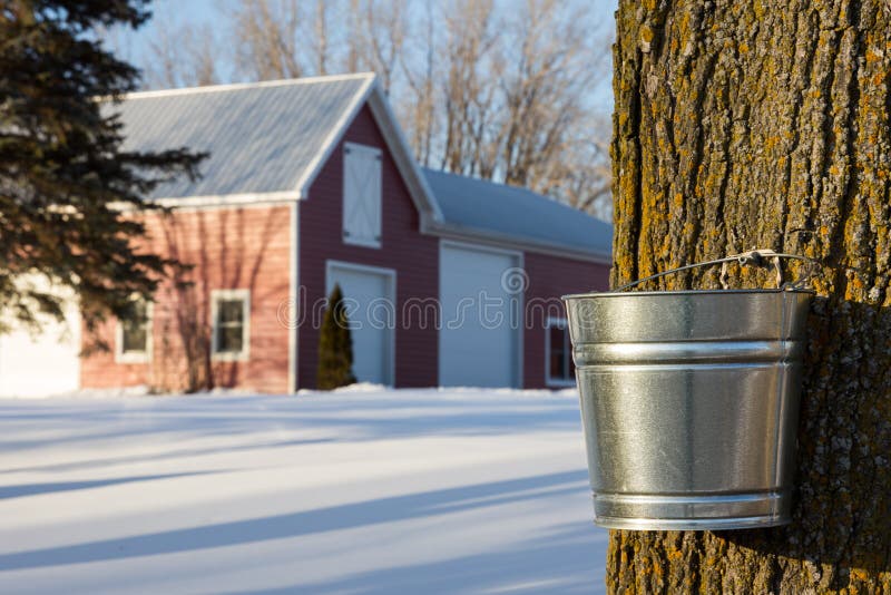 Maple Syrup Tapping stock photo. Image of season, outdoors - 63860360