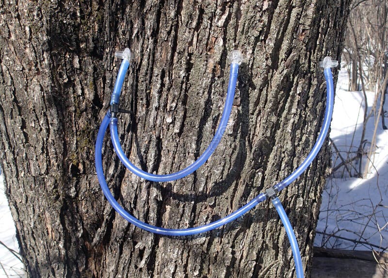 Maple Syrup Taps Getting Sap Editorial Photo - Image of bark, syrup ...