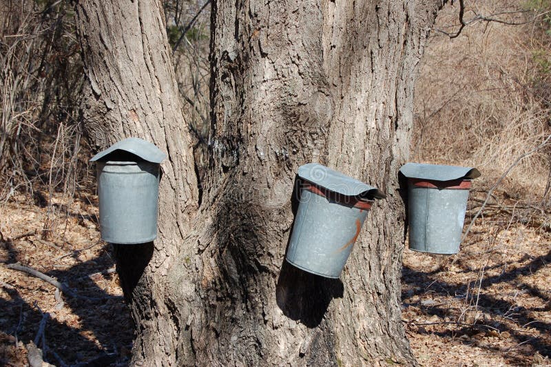 146 Old Fashioned Maple Syrup Stock Photos - Free & Royalty-Free Stock ...