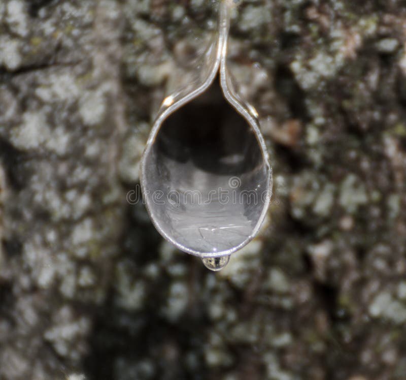 Maple syrup time stock image. Image of drip, spring, time - 67869381