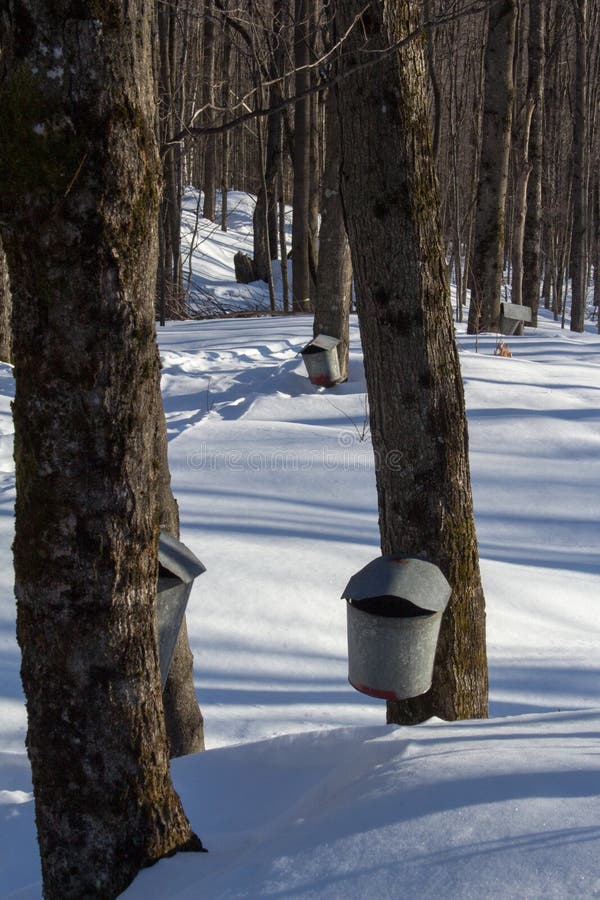 Maple taps and buckets stock image. Image of sugar, syrup - 39043647
