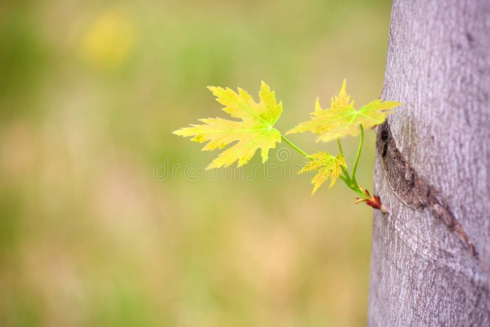 Maple tender leaves stock photo. Image of spring, leaves - 90661374