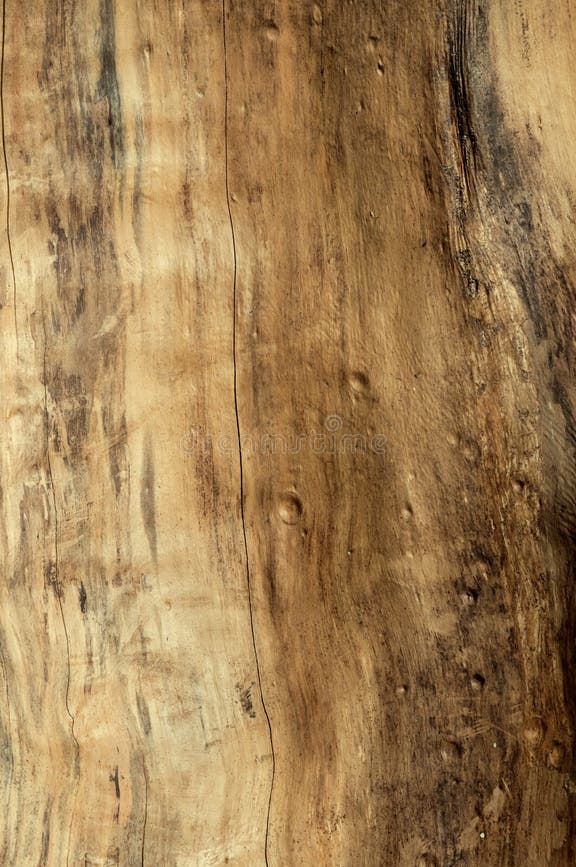 Maple texture stock photo. Image of rough, maple, wooden - 18182730