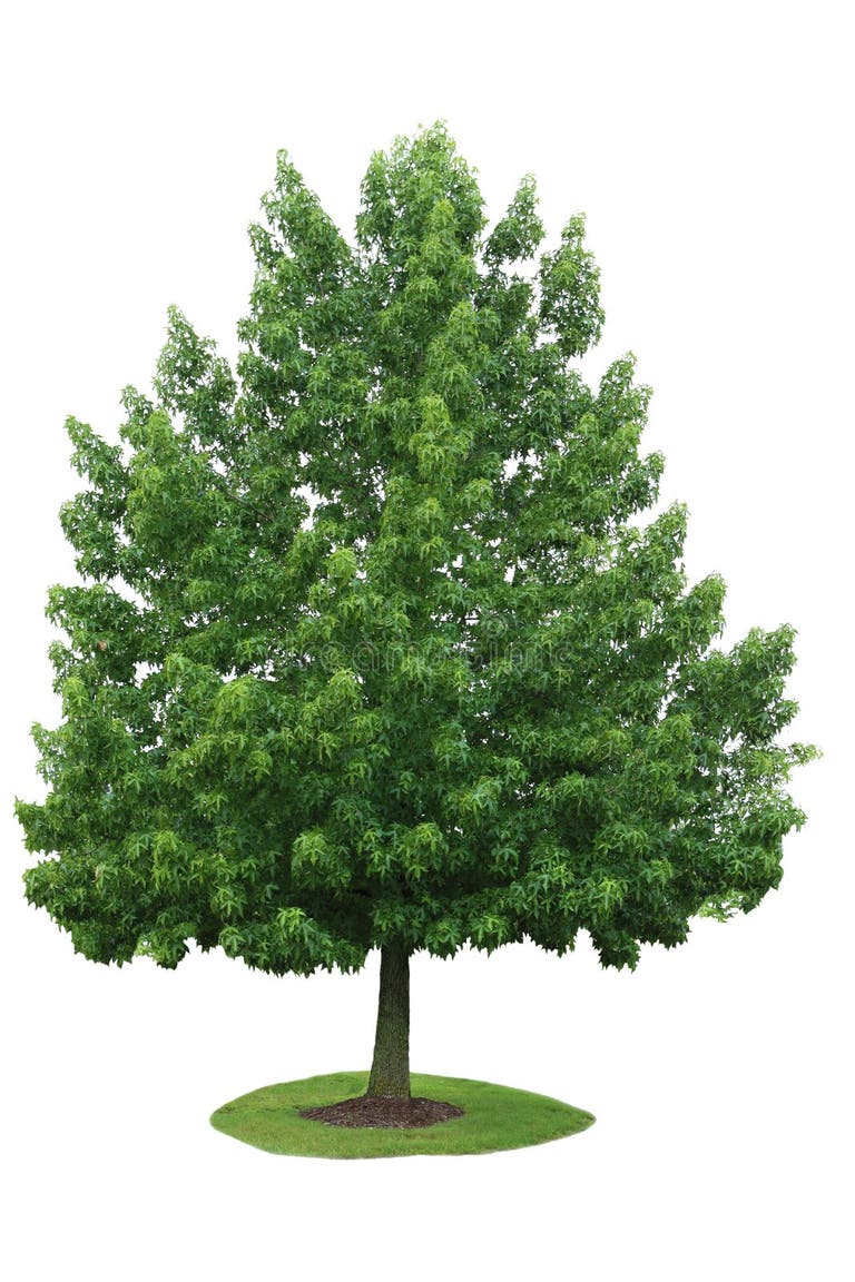 17,613 Single Maple Tree Stock Photos - Free & Royalty-Free Stock ...