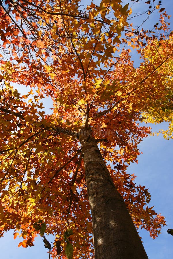 Maple tree stock image. Image of yellow, colors, tree - 13653937