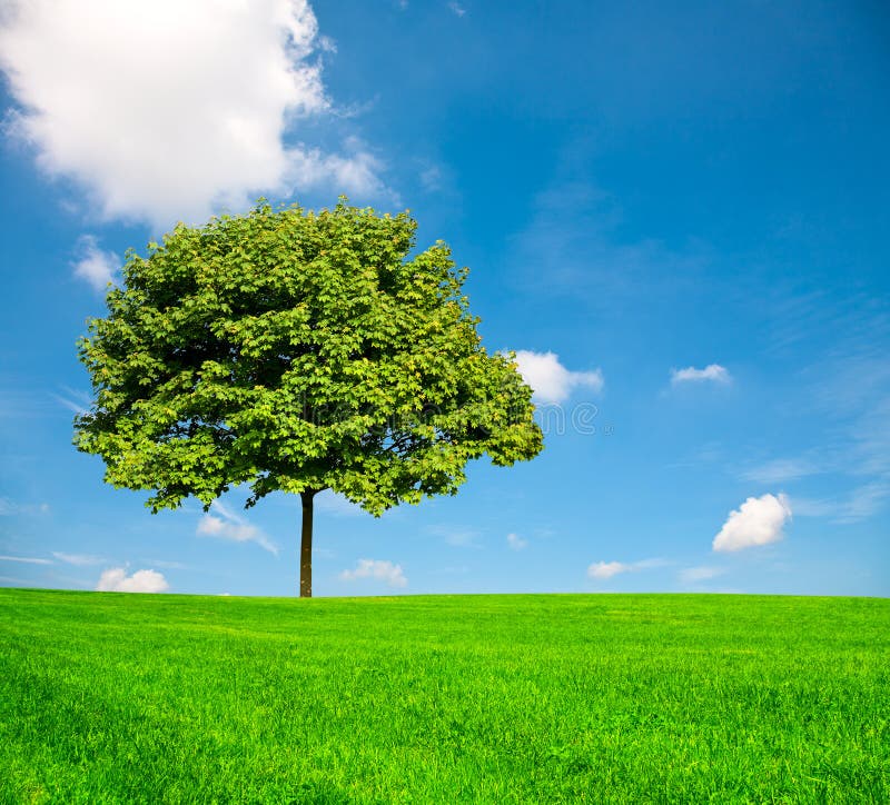 Lone tree stock photo. Image of maple, single, summer - 5824298