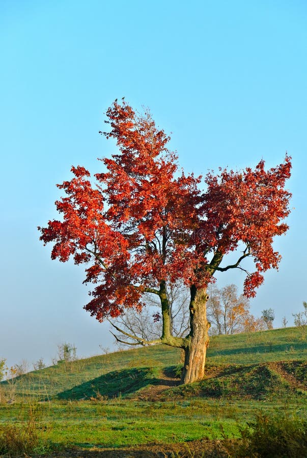 Maple tree stock photo. Image of sunlight, fall, sunlit - 1455762