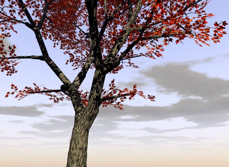 Maple Tree 2 stock image. Image of atmosphere, october - 696823