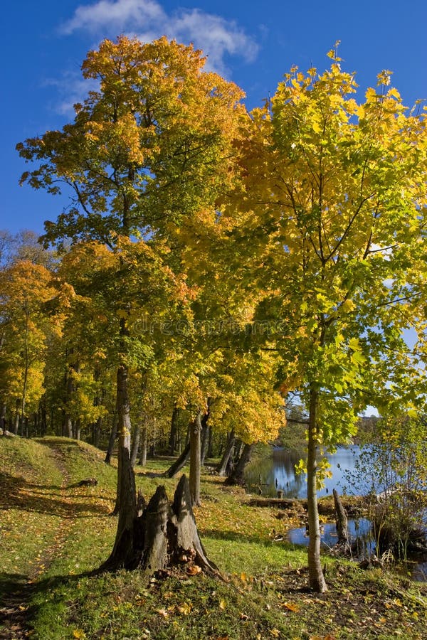 Maple tree stock photo. Image of idyllic, branch, fall - 2754988