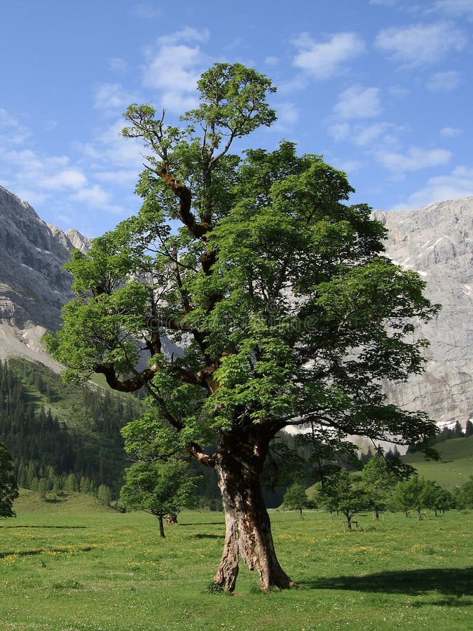 Maple tree stock image. Image of austria, grass, clouds - 3001575