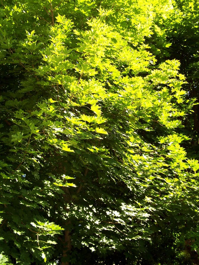 Maple Tree stock photo. Image of trees, leaves, maple - 3394970