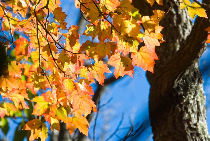 Photosynthesis Free Stock Photos & Pictures, Photosynthesis Royalty ...