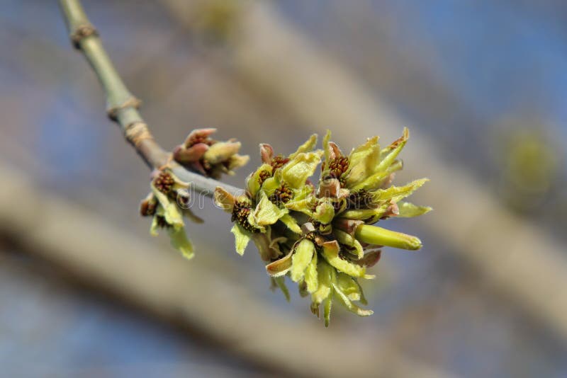 A Maple Tree Acer Negundo Buds Beginning To Bloom Stock Photo - Image ...