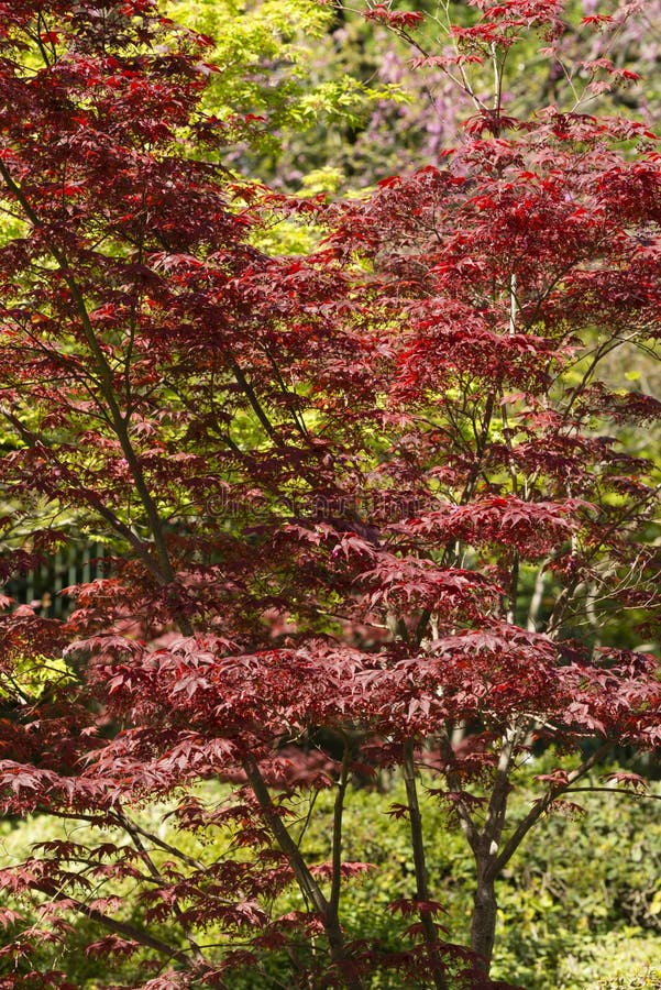Maple Tree with Spring Red Leaves. Stock Image - Image of background ...