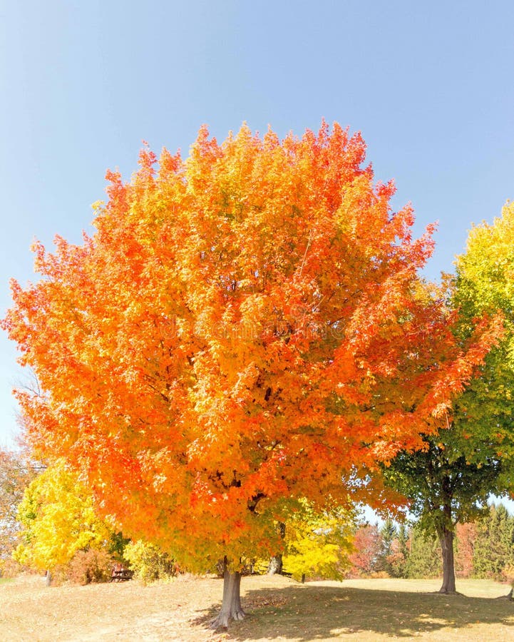 Orange Maple Tree, Blue Sky Stock Image - Image of upstate, fall: 79127867