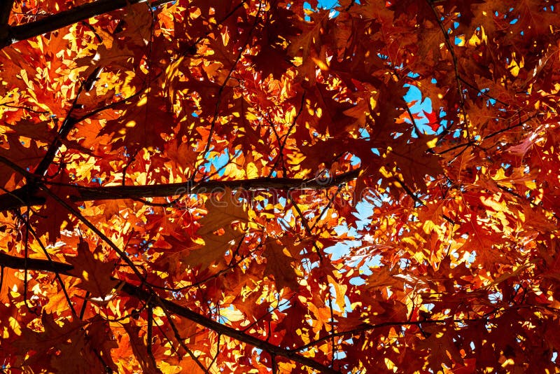 Maple Tree in Late Autumn stock image. Image of color - 194691463