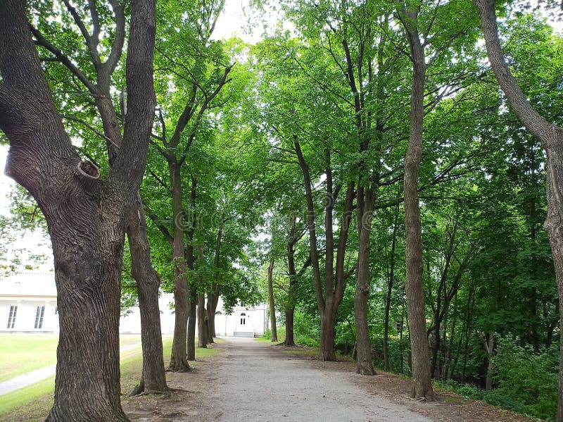 Maple tree Alleyway stock image. Image of forest, trail - 226884579