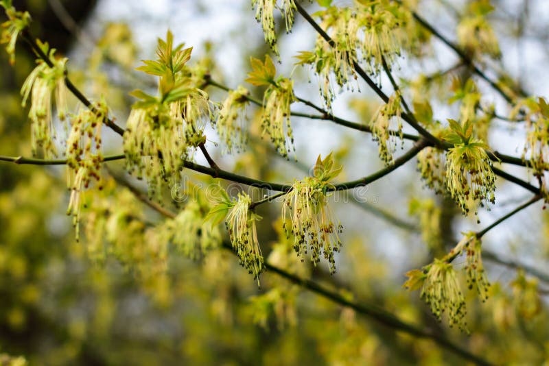 Maple Tree or American Maple. Spring Stock Image - Image of tree, green ...
