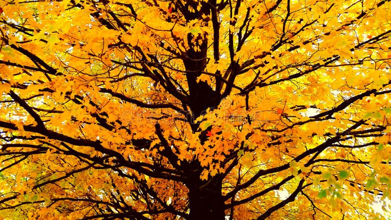 Types of maple trees in michigan - professormens