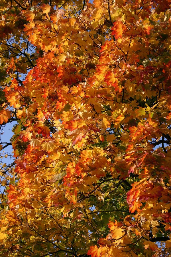 Maple Tree In The Autumn Picture. Image: 281656