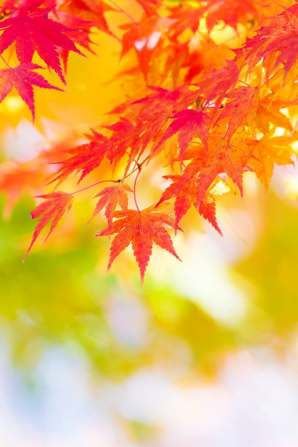 Maple tree in autumn stock image. Image of tree, green - 33033777