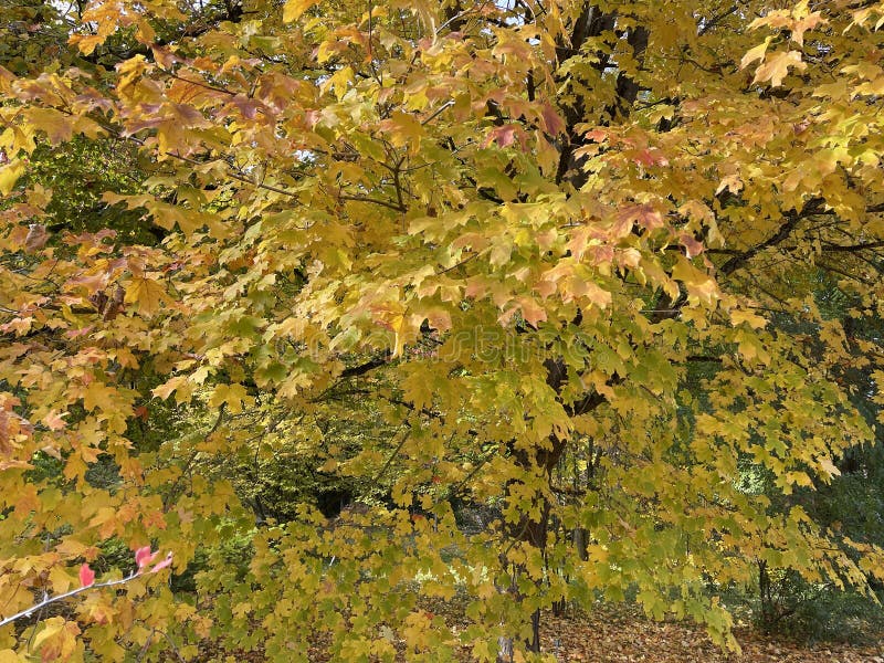 Maple tree, autumn stock image. Image of white, autumnal - 234514211