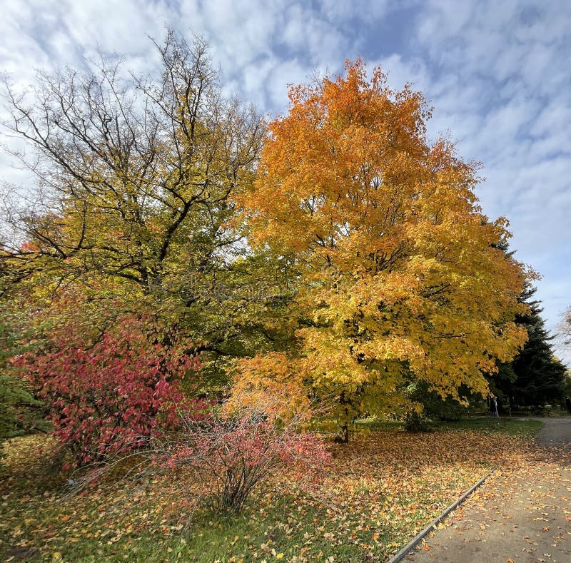 Maple tree, autumn stock image. Image of life, white - 234514285