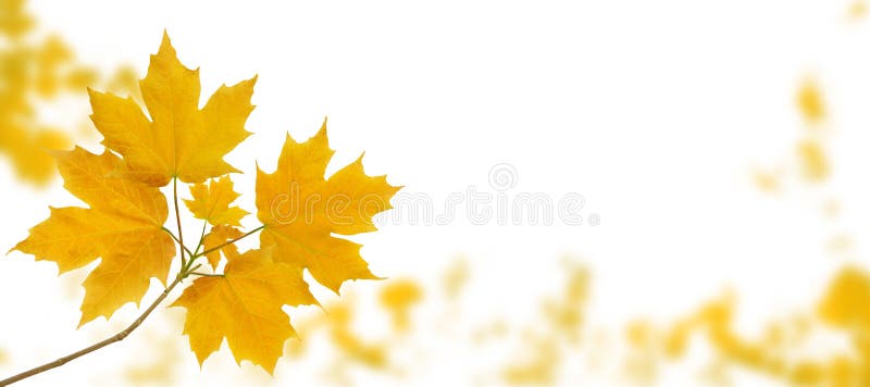 Maple Tree Autumn Branch Isolated On White Stock Image - Image of white ...