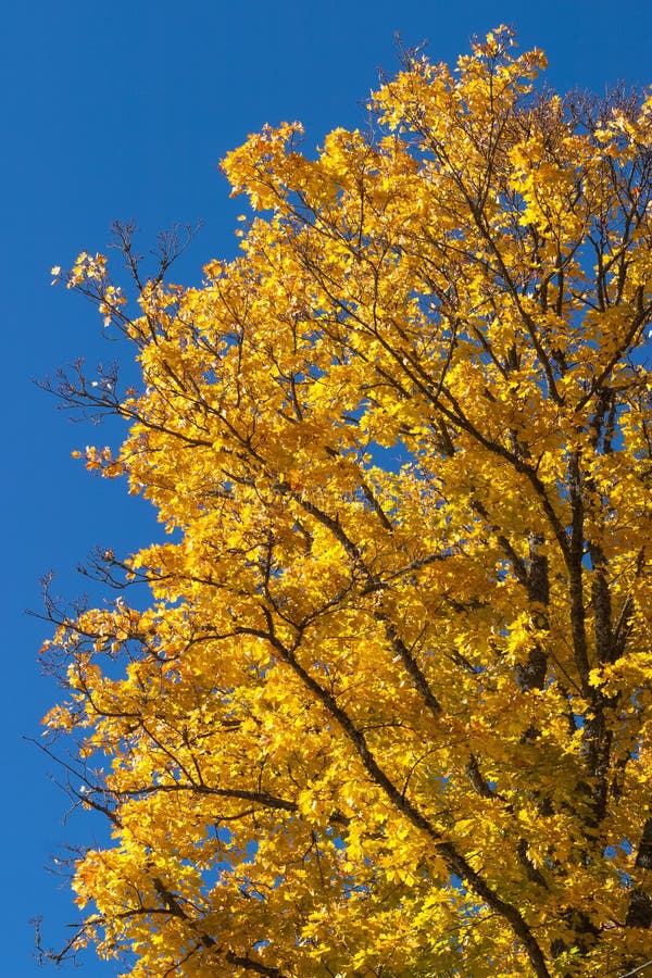 Maple tree stock photo. Image of maple, leafs, branch - 34154836