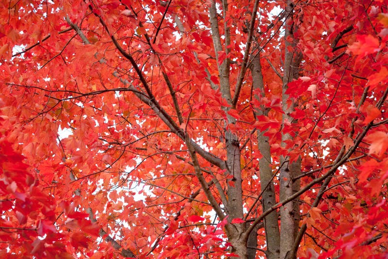 Fall Colors in North Cascades National Park Stock Image - Image of ...