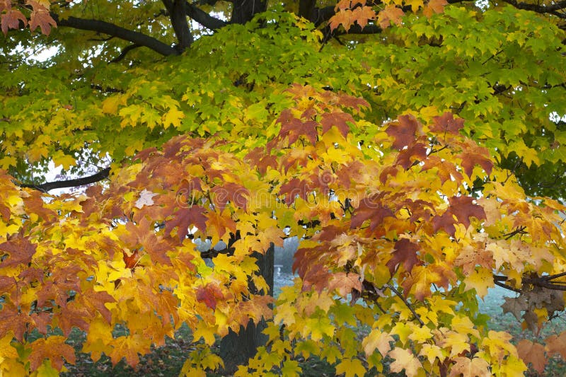 Maple Tree in Autumn Colors. Stock Photo - Image of season, colorful ...