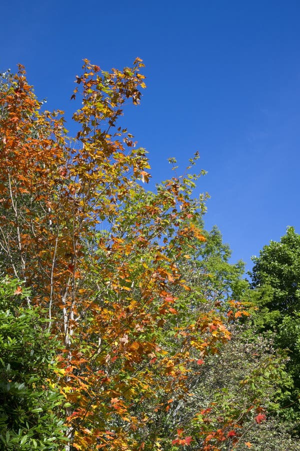 Red Maple Tree in Oak Creek Canyon, Arizona Stock Photo - Image of calm ...