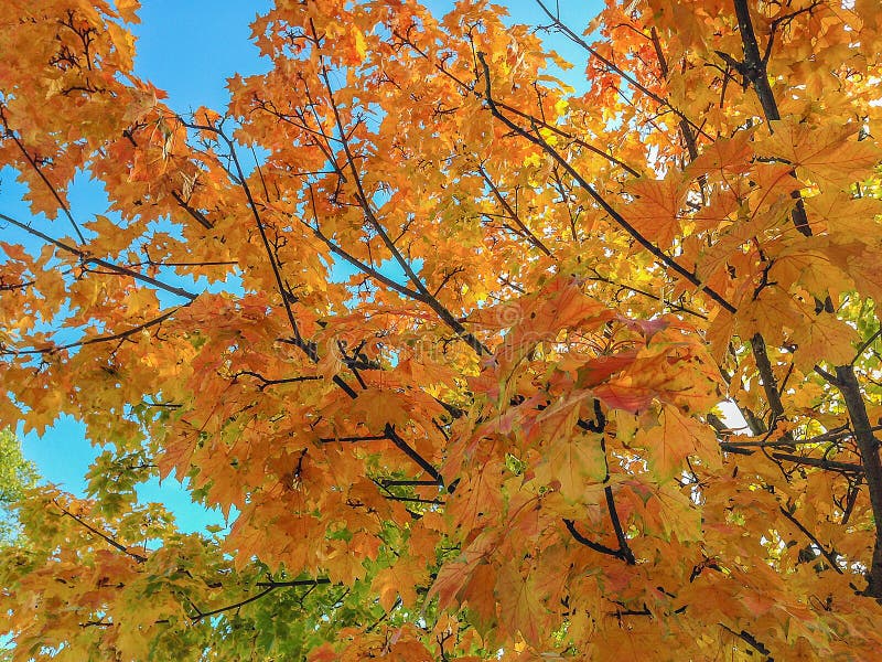 AUTUMN in the NORTH of SWEDEN Stock Image - Image of nature, countries ...
