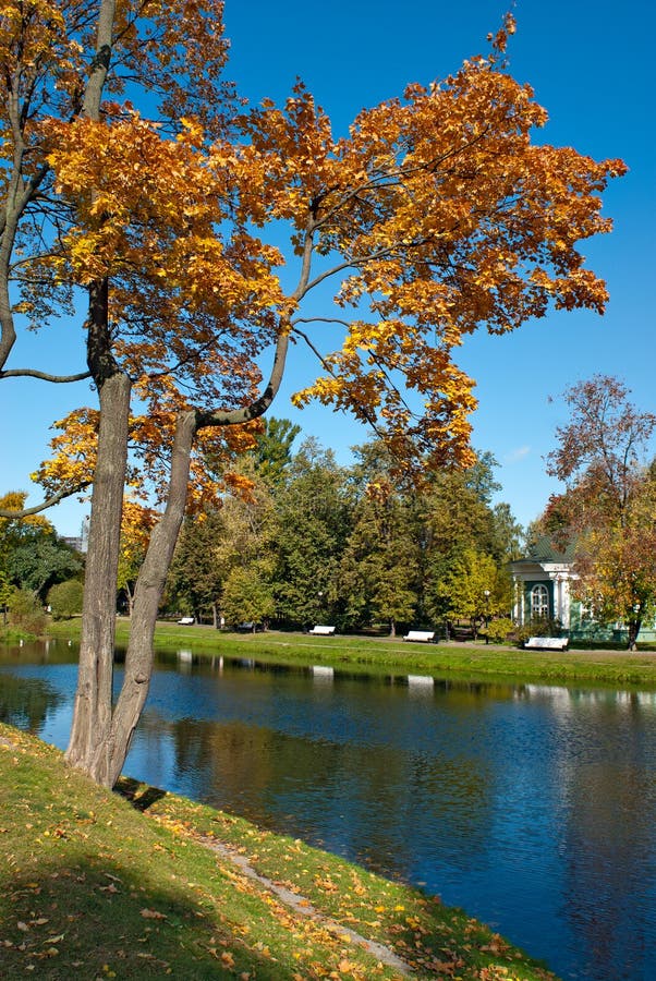 Maple tree in autumn park stock photo. Image of peaceful - 21093162
