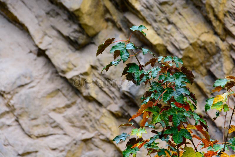 Maple tree stock image. Image of forest, environment - 79370207