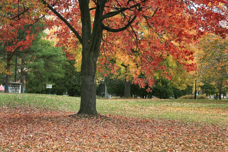 Maple tree in autumn stock photo. Image of colorful, trees - 68903002