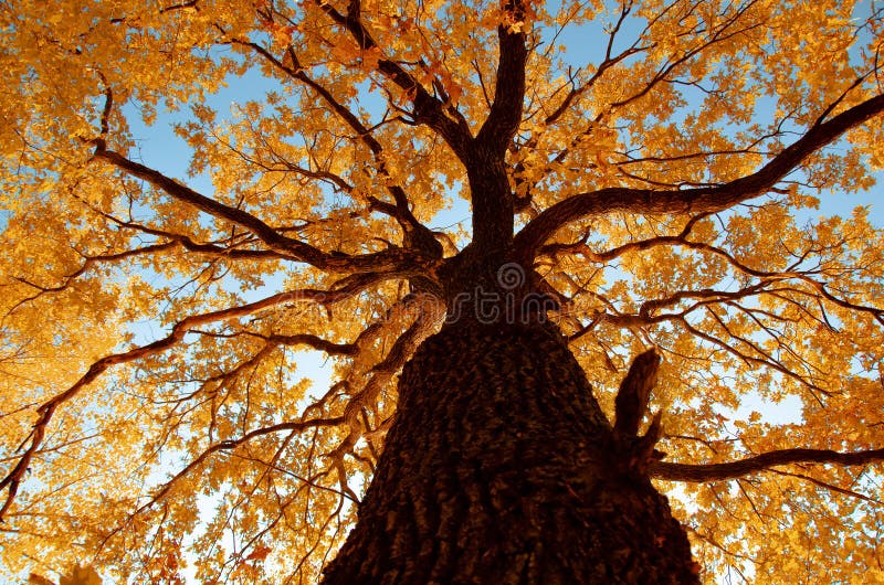 Maple Tree in Autumn, Yellow Crown View from Below Stock Image - Image ...