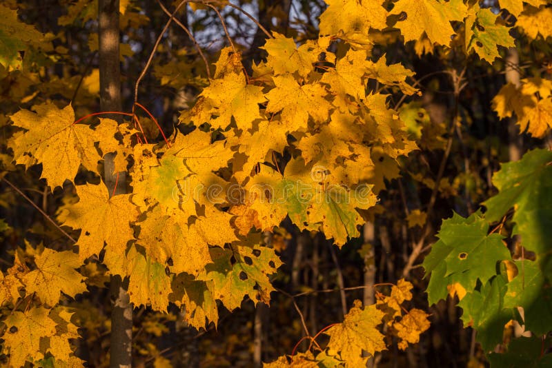 Maple Tree Autumn Yellow Leafs Natural Photo Stock Image - Image of ...