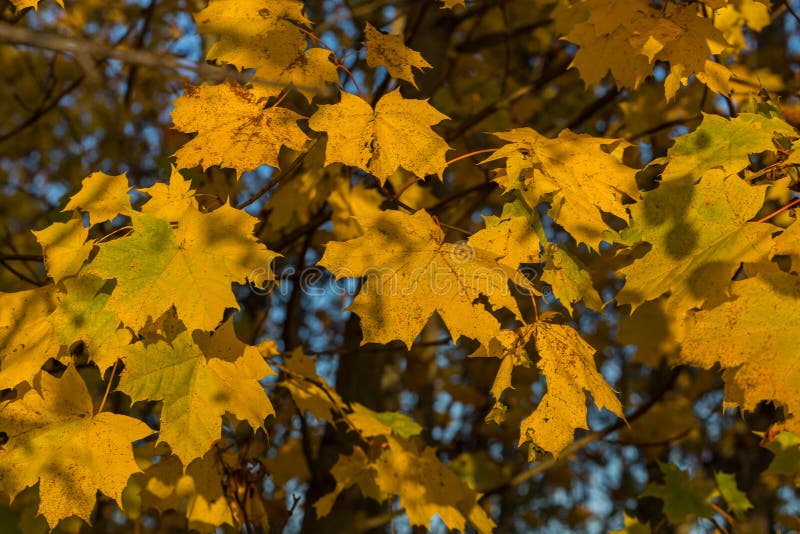 Maple Tree Autumn Yellow Leafs Natural Photo Stock Image - Image of ...