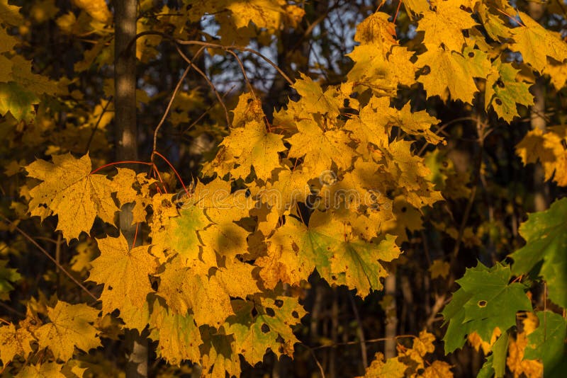Maple Tree Autumn Yellow Leafs Natural Photo Stock Photo - Image of ...