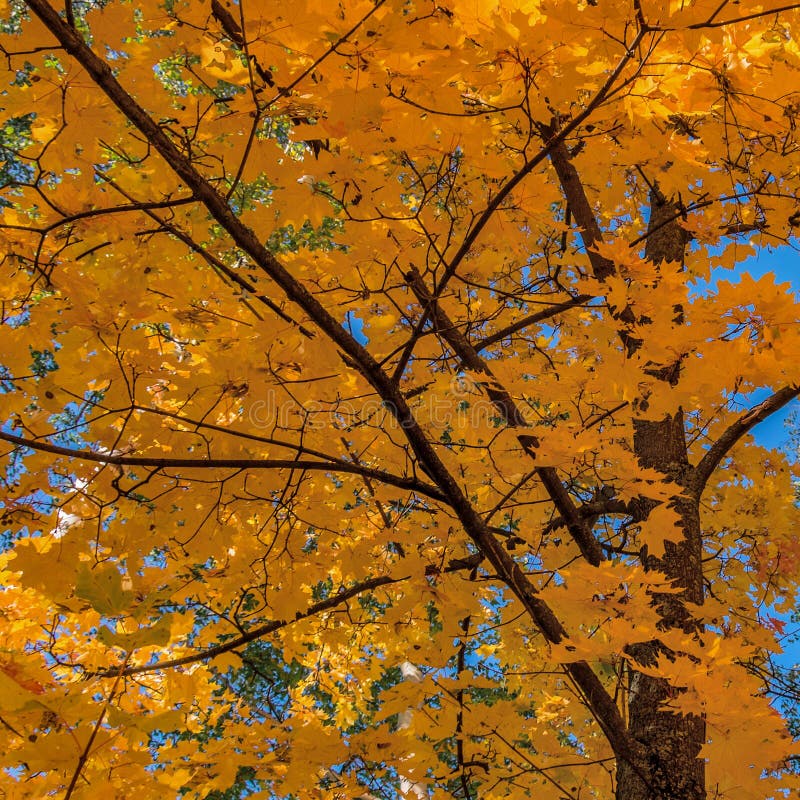 Maple tree in autumn stock image. Image of forest, landscape - 167031003