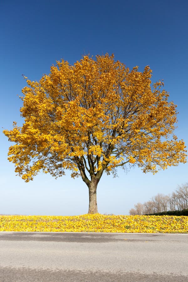 Maple tree in autumn stock photo. Image of autumn, field - 46600856