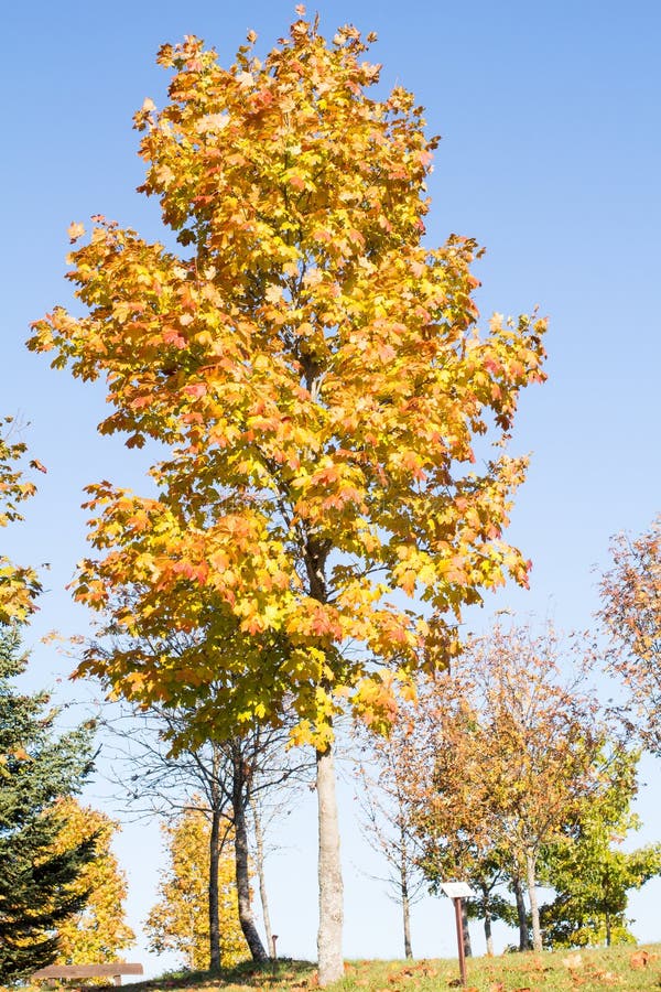 Maple tree in autumn stock image. Image of natural, season - 60855813