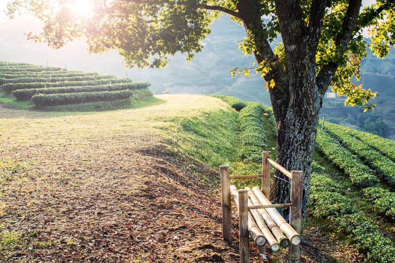 Maple Tree and Bamboo Bench Stock Image - Image of tree, bench: 74525037