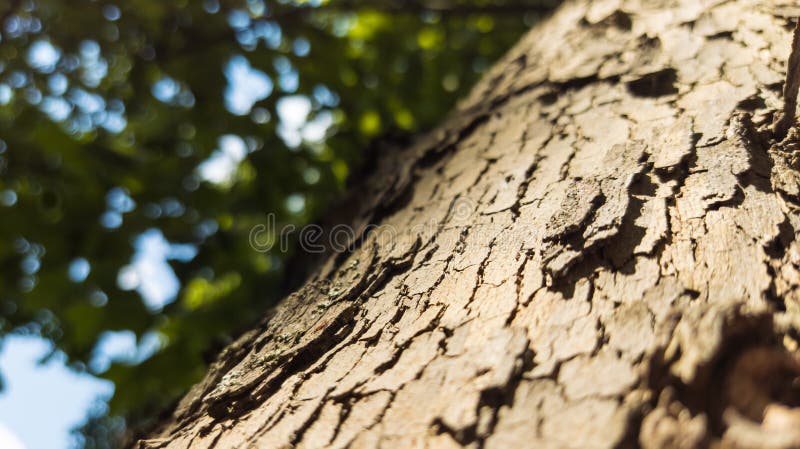 Maple tree bark in cracks stock photo. Image of closeup - 224217148