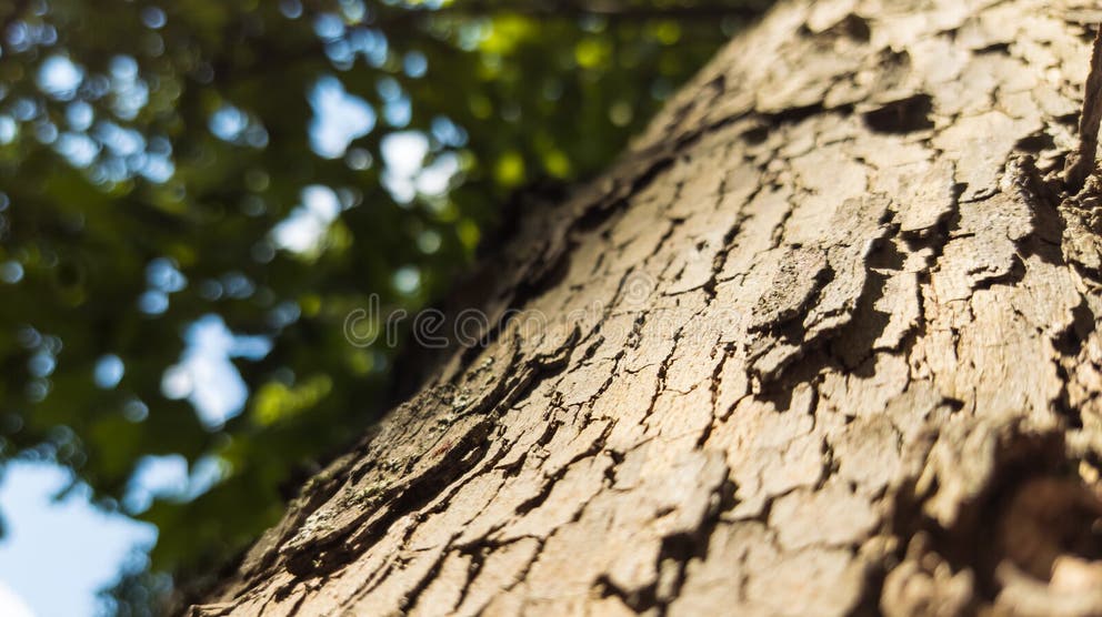 Maple tree bark in cracks stock photo. Image of closeup - 224217148