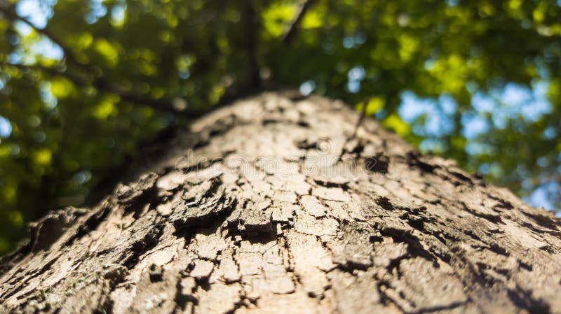 Maple tree bark in cracks stock image. Image of summer - 224217155