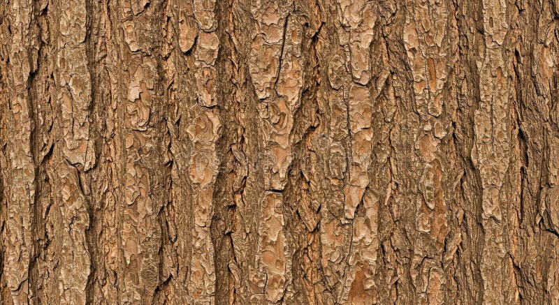 Maple Tree Bark Texture with Subtle Vertical Grooves and a Warm Brown ...